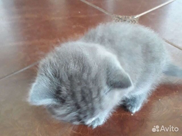 Отдам за шоколадку