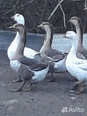 Гусята большие серые суточные