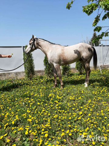 Лошадь жеребец