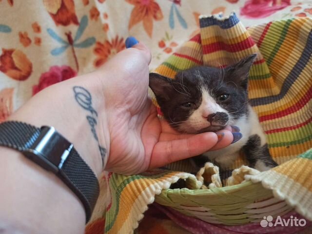 Котёнок