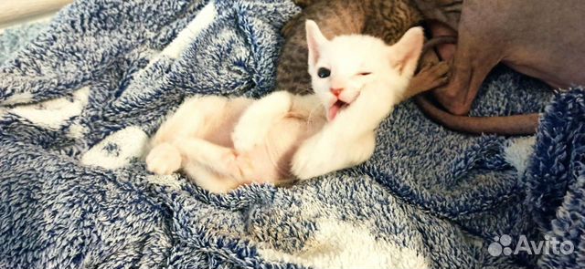 Котята сфинкс браш