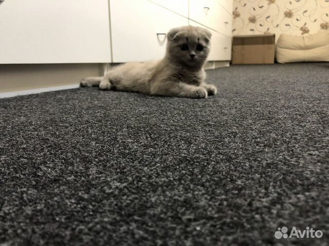 Шотландская вислоухая котенок