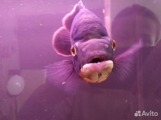 Астронотус Взрослый Самец