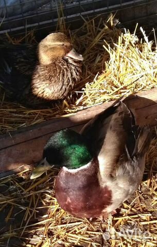 Подсадные утки