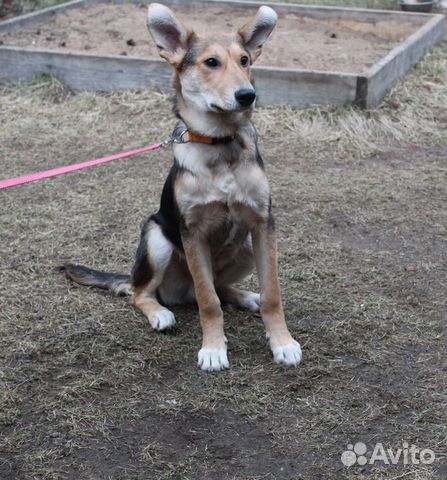 Щенок - Мальчик 5 м. в добрые руки