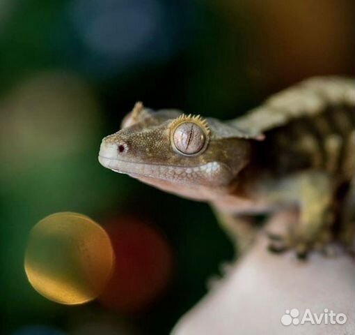 Реснитчатый бананоед- самец 2020 года