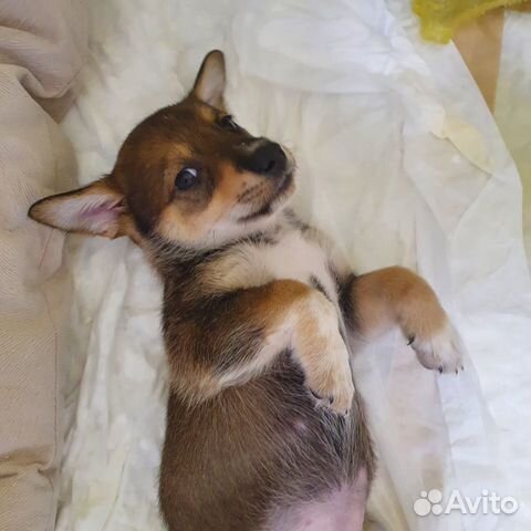 Щенки ищут дом