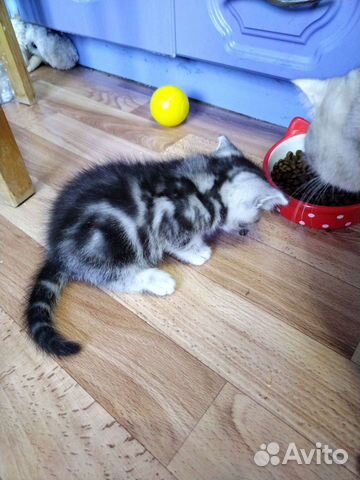 Шотландские котята
