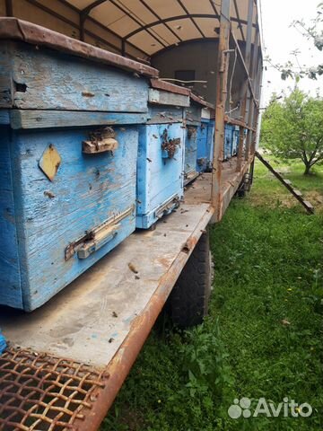 Продам пчелосемьи
