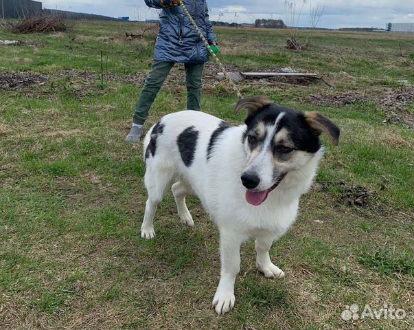 Смышленая Лика