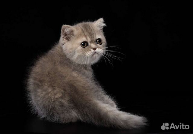 Экзотический классический котик