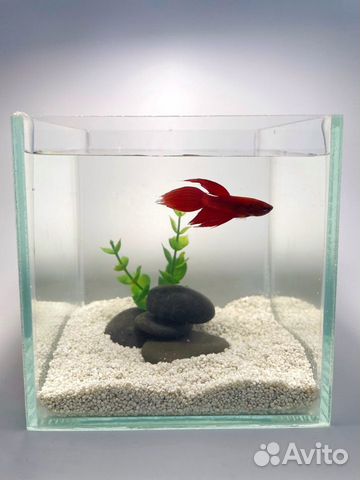 Рыбка петушок с аквариумом