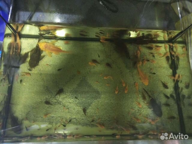 Продам мини ферму анциструсов