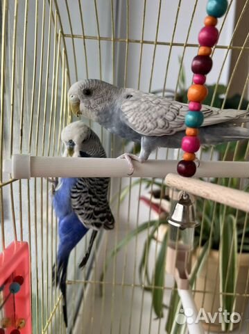 Два попугая с клеткой аксессуарами и кормами