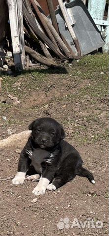 Кутька в добрые руки