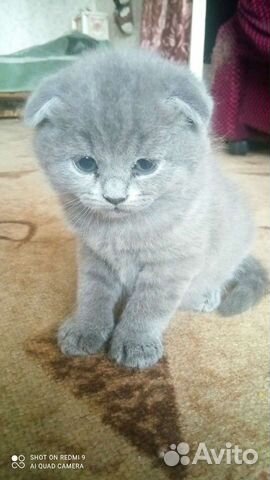 Кошки шотландцы