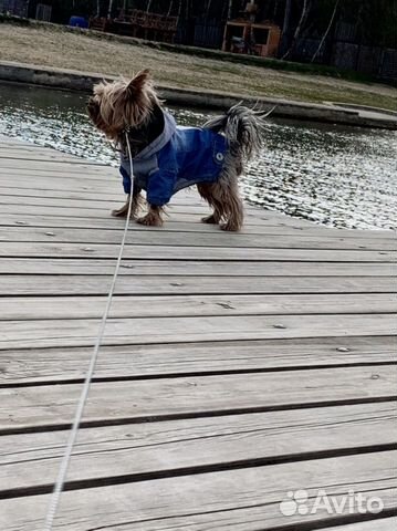 Йоркширский терьер мини вязка