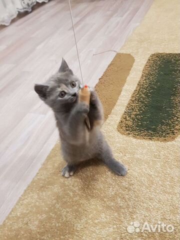 Отдам котят, помесь британца с сибирской