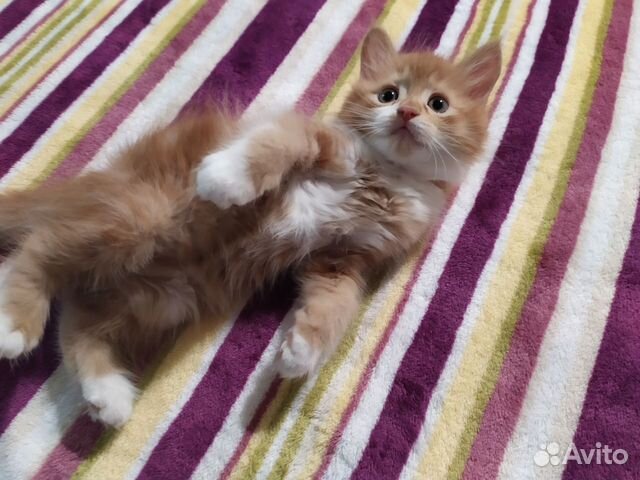 Котенок рыжий мальчик