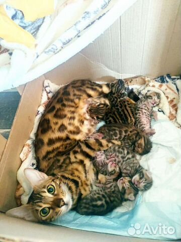 Бенгальские котята
