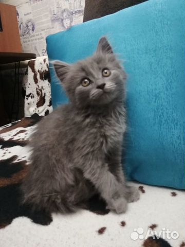 Породистый котенок в дар