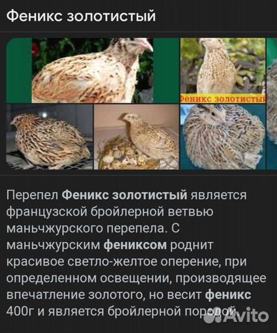 Перепела продажа