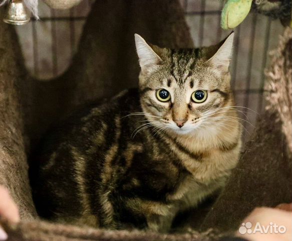 Тиффани - трепетная девочка ищет дом