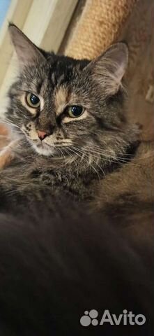 Кошечка в добрые руки