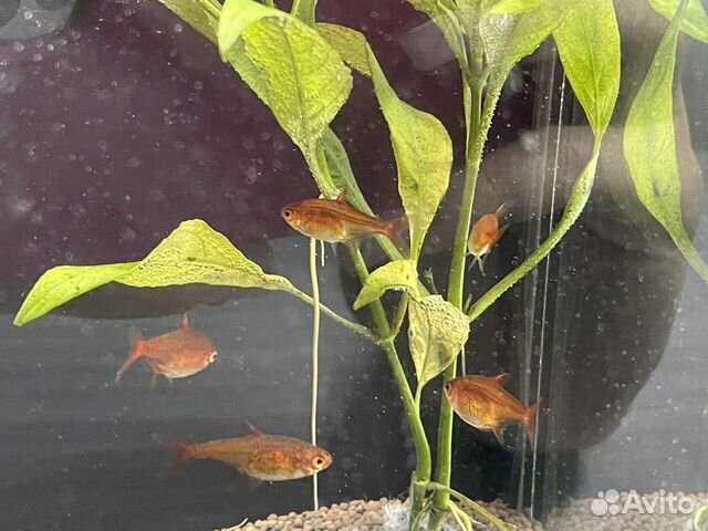 Аквариумные рыбки
