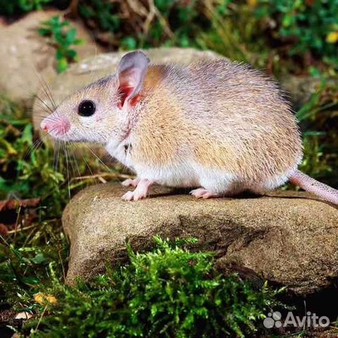 Иглистые мыши