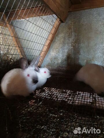 Калифорнийские крольчата