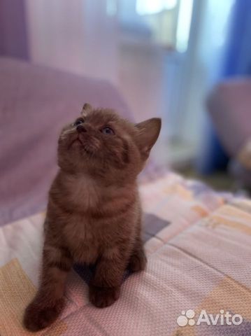 Британские котята
