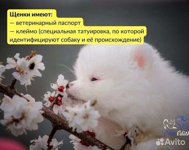 Щенок померанского шпица. Сертификаты + прививка