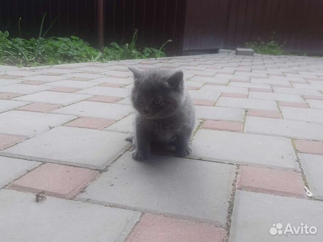 Кошка