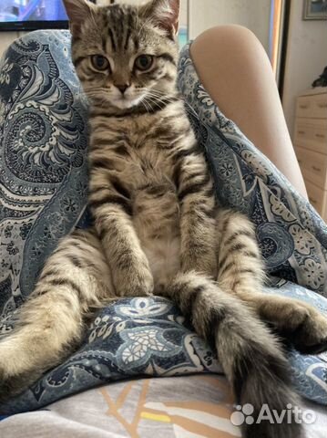 Котик,мальчик 4,5 месяца. Привит,приучен к лотку