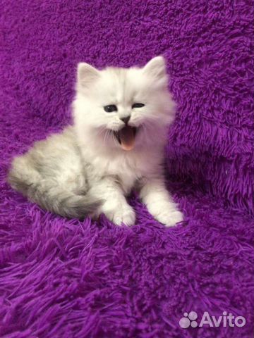 Персидская шиншилла