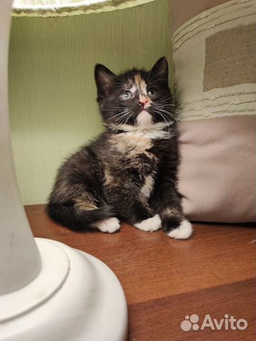 Необычная трехцветная красавица 1.5 мес в дар