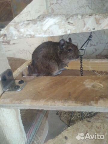 Две белочки дегу в хорошие руки