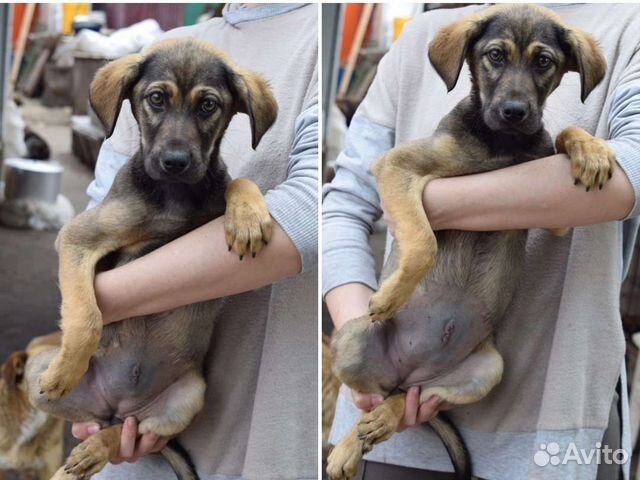 Щенок девочка, Тася ищет дом