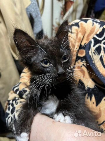 Котенок ищет дом