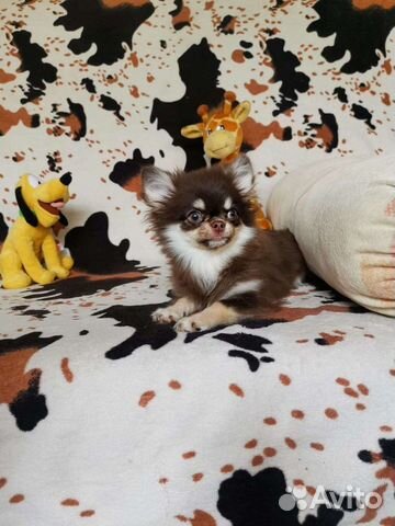 Шоколадный мальчик чихуахуа