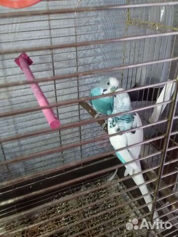 Волнистый попугай мальчик и девочка