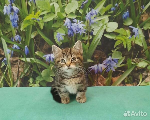 Котята манчкин