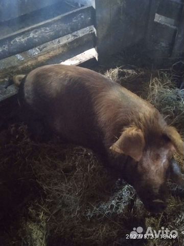 Хряк породы дюрок 10 месяцев