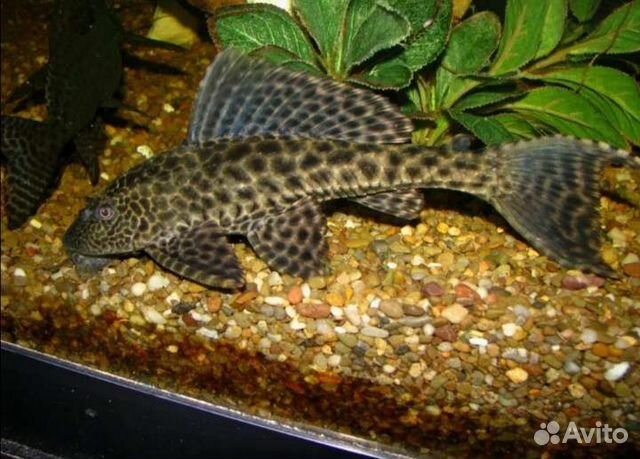 Плескостомус