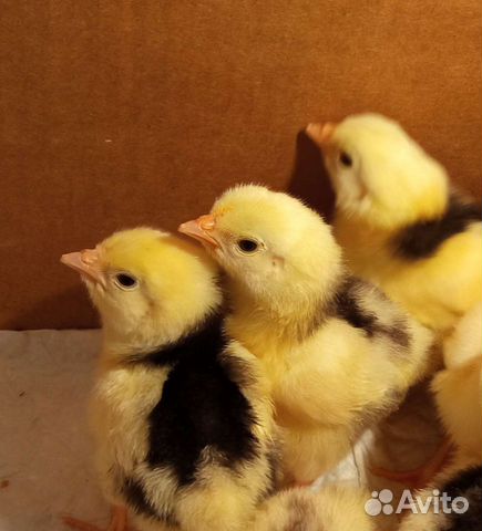 Цыплята Пушкинские