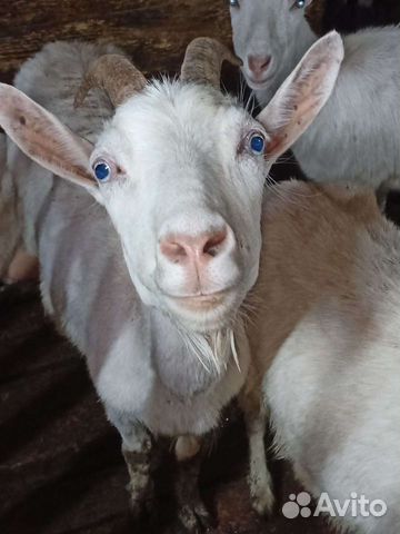 Коза дойная молочная