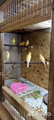 Продажа канареек