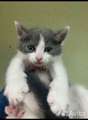 Котик в хорошие руки