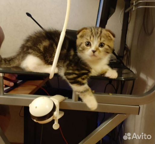 Вислоушка супер ушки. неметящая линия